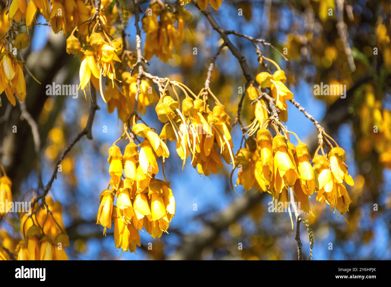 Native Kowhai flowers (Sophora) on tree, Cashmere, Christchurch ...