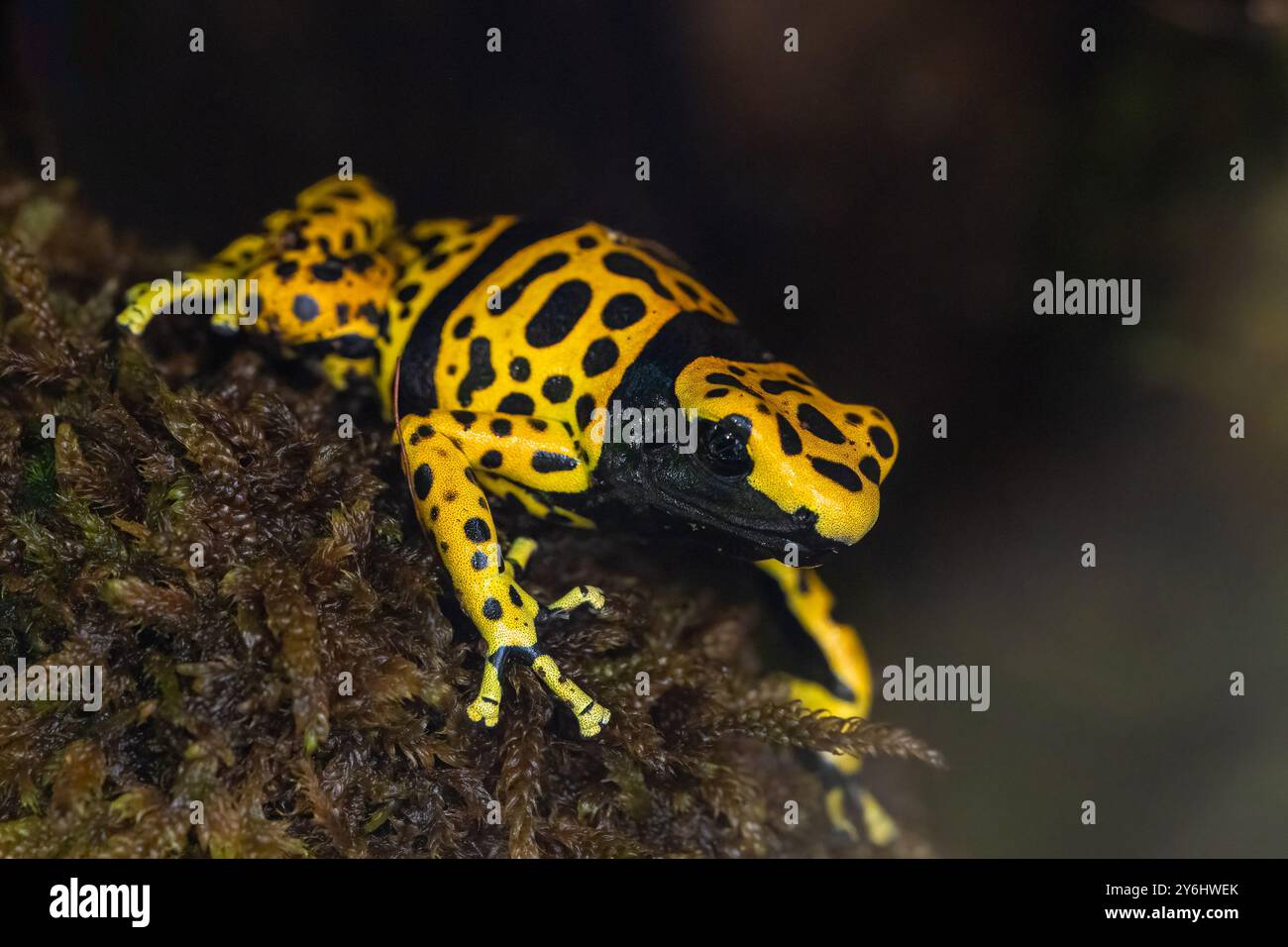 The yellow-banded poison dart frog, Dendrobates leucomelas, bumblebee ...