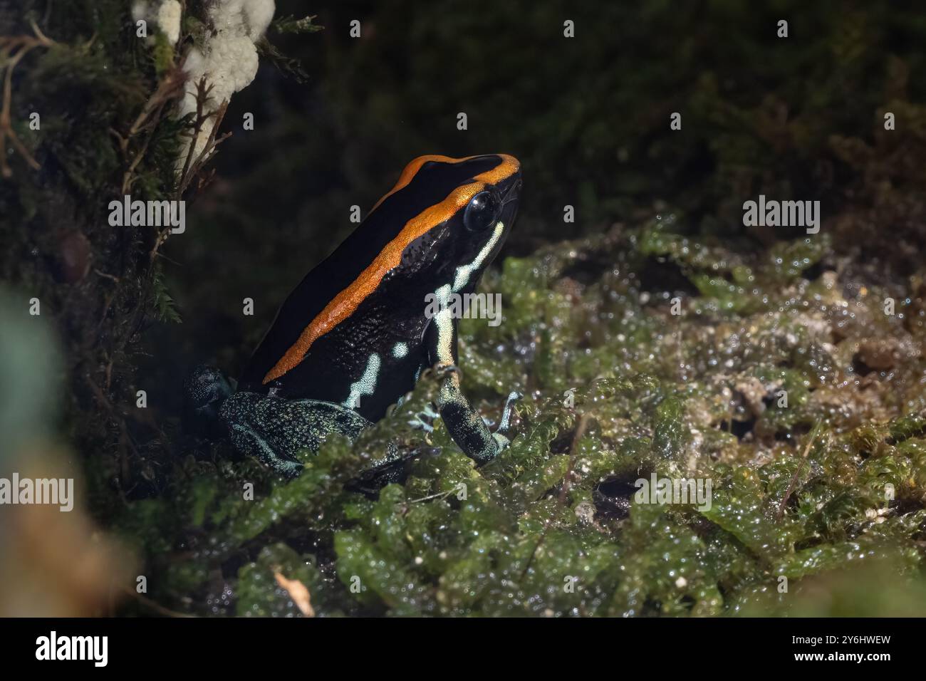 Golfodulcean Poison Frog, Phyllobates vittatus Stock Photo - Alamy