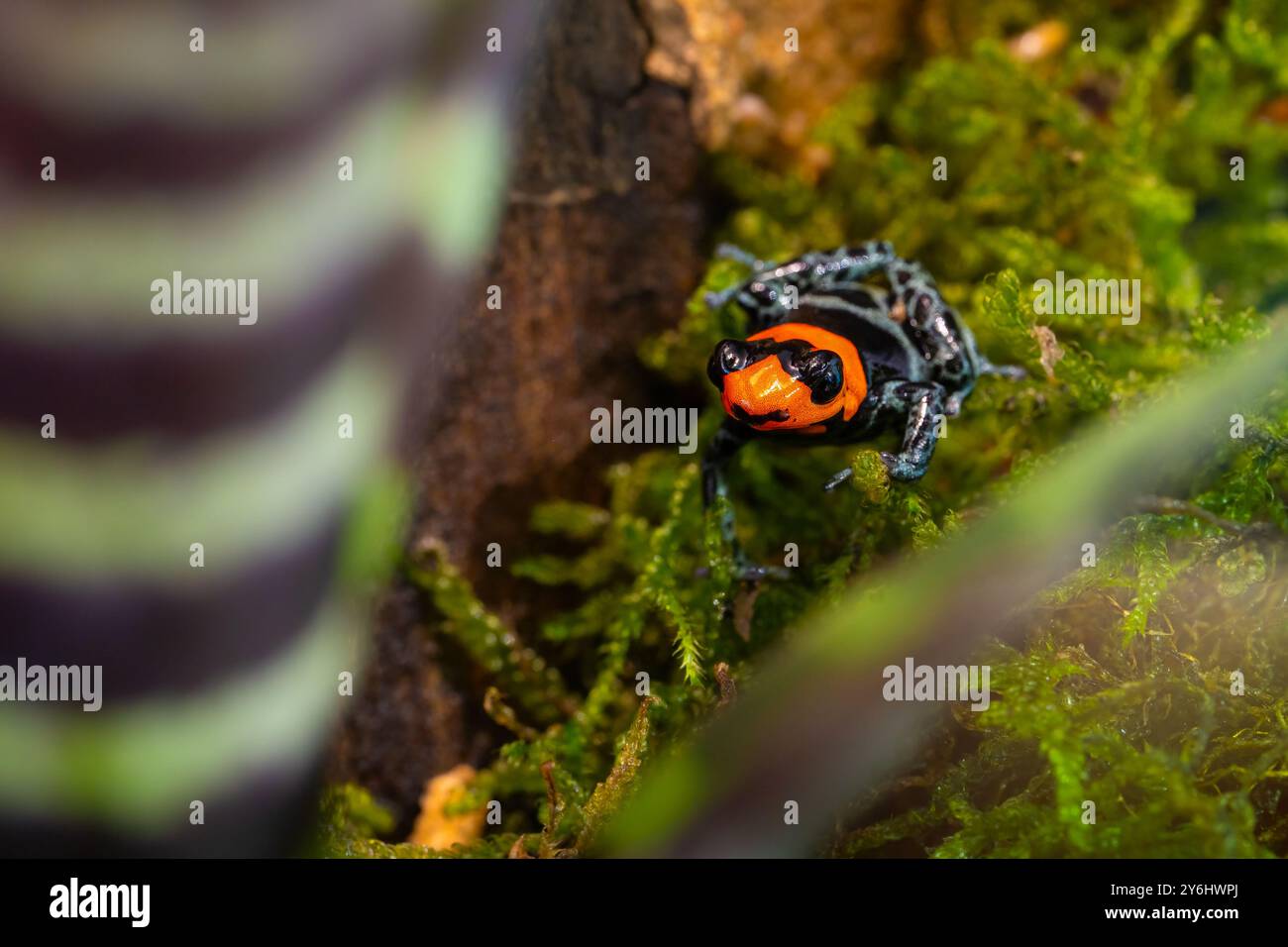Blessed poison frog, Ranitomeya benedicta Stock Photo - Alamy