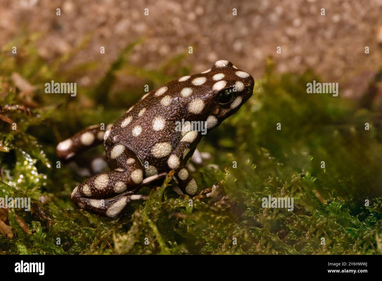 Maranon poison frog hi-res stock photography and images - Alamy