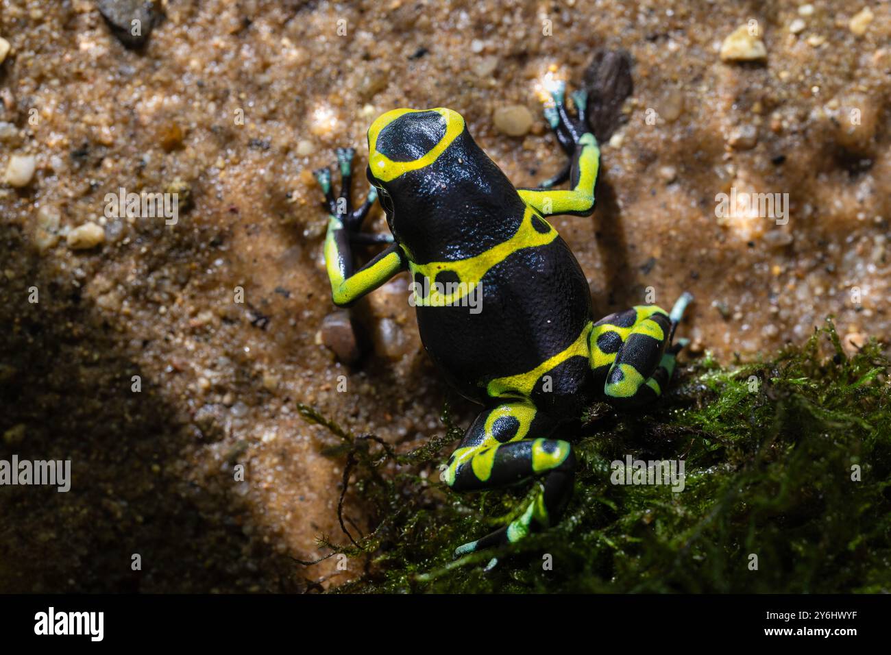 Yellow headed poison dart frog Cerro Autana, Dendrobates leucomelas ...