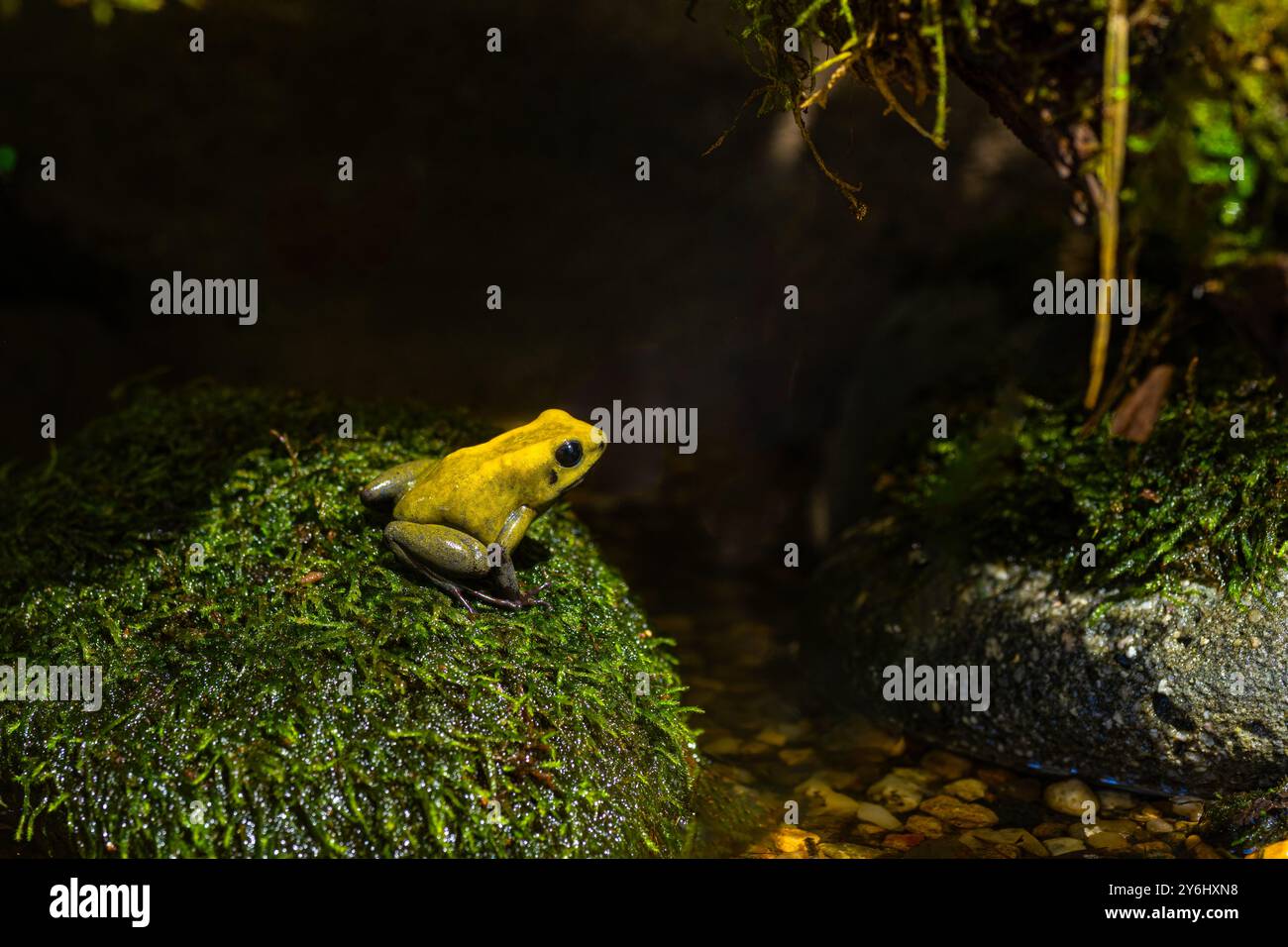 Black legged poison dart frog, Phyllobates bicolor. USSR macro lens ...