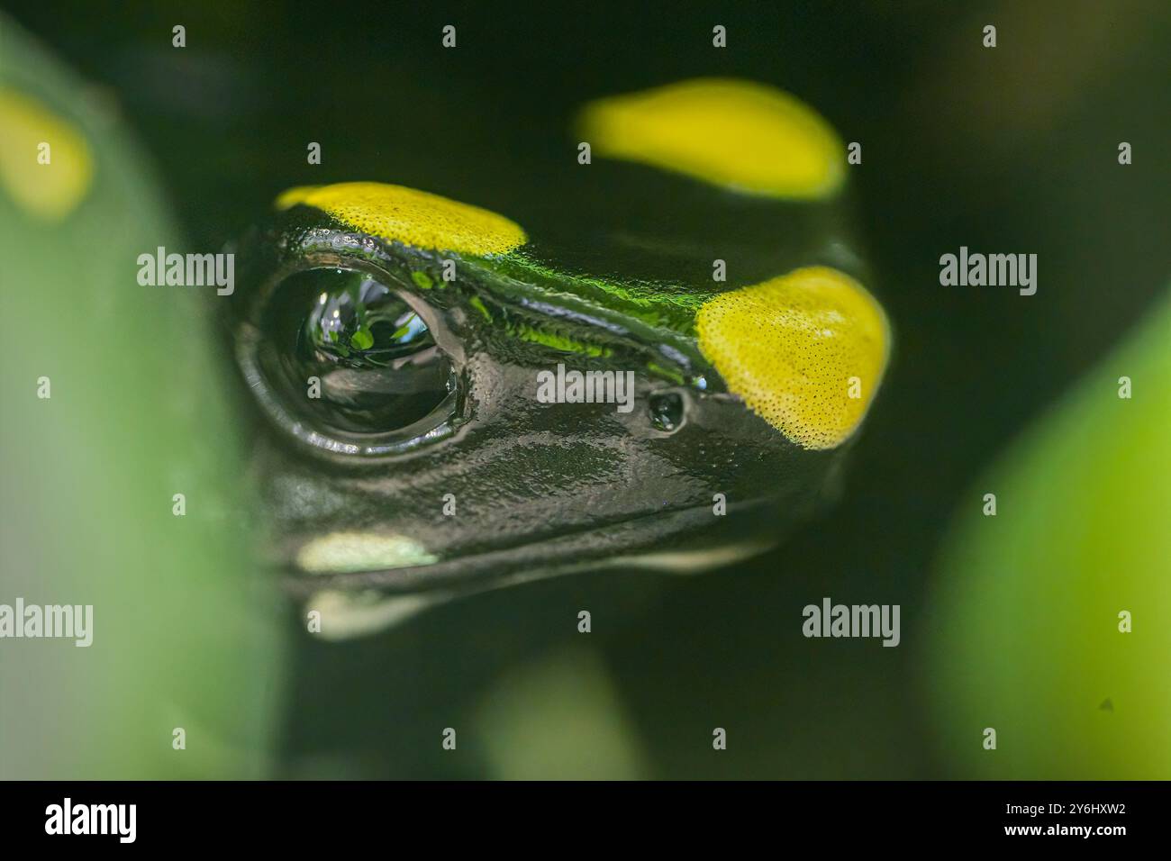 The most variably colored and largest species of frogs, Dendrobates ...
