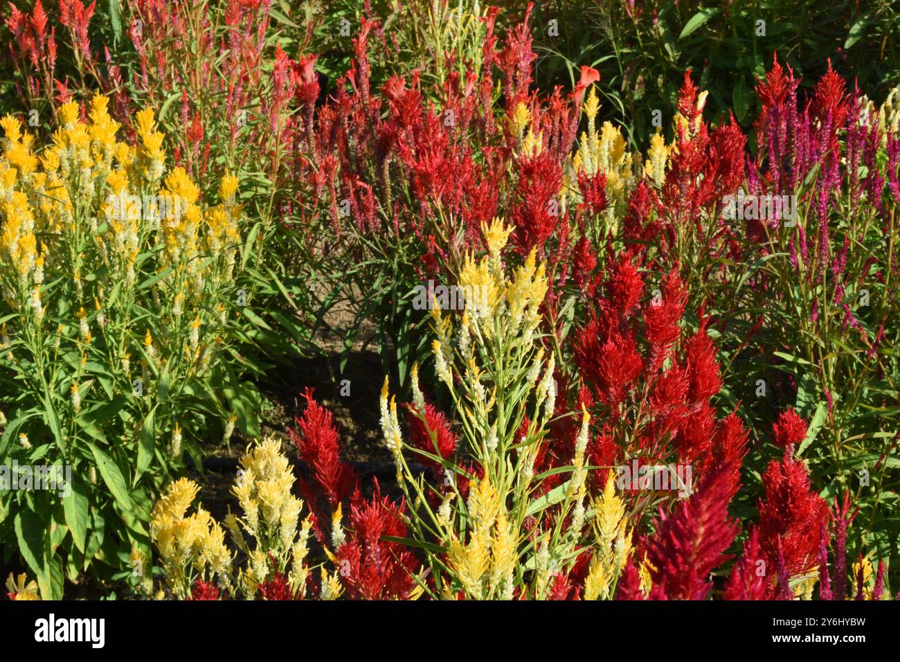 Thuja Plants, Den Chai District, Thailand Stock Photo - Alamy