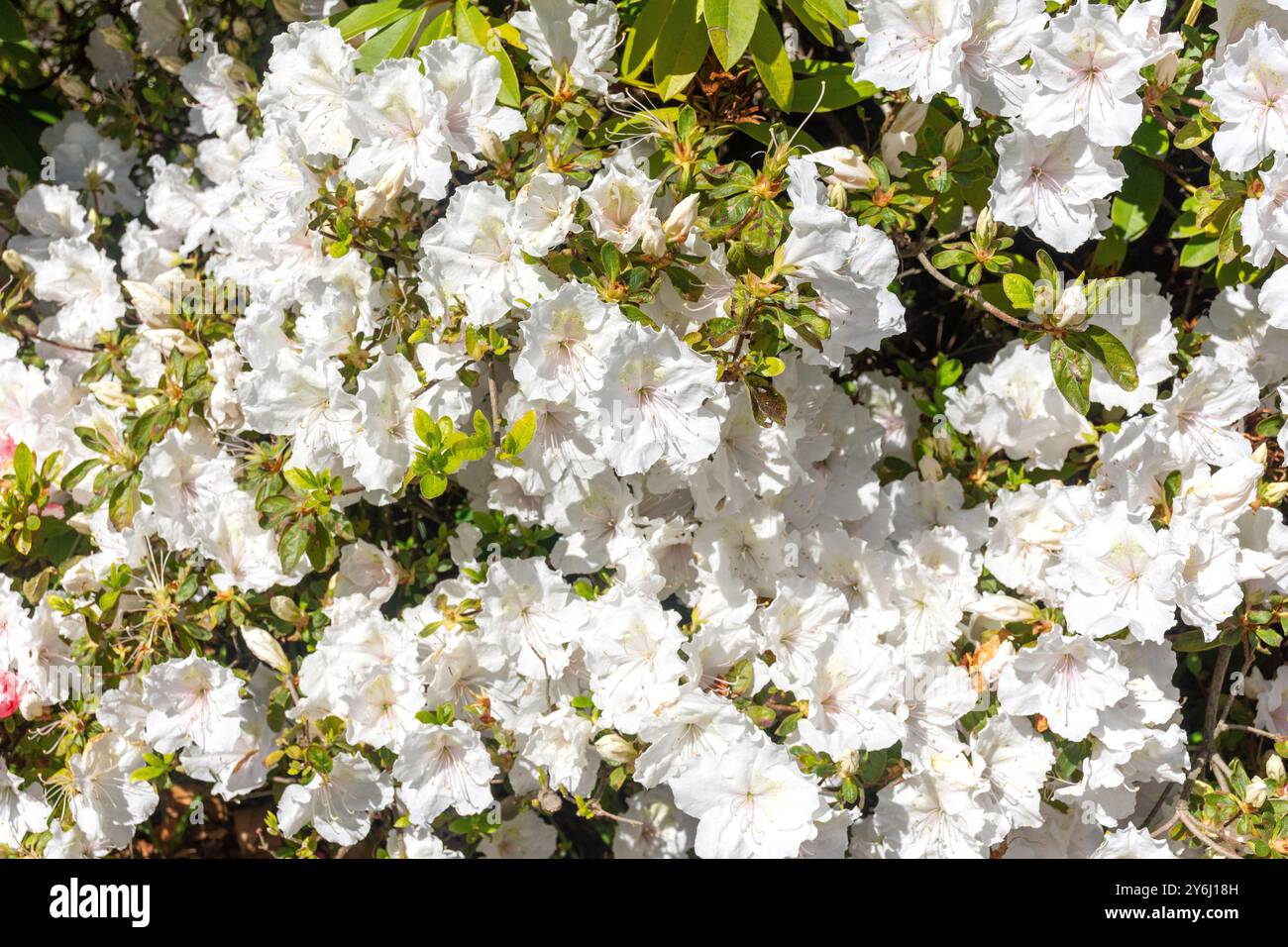 Red Azalea flowers in Ilam Homestead Gardens, Canterbury University ...