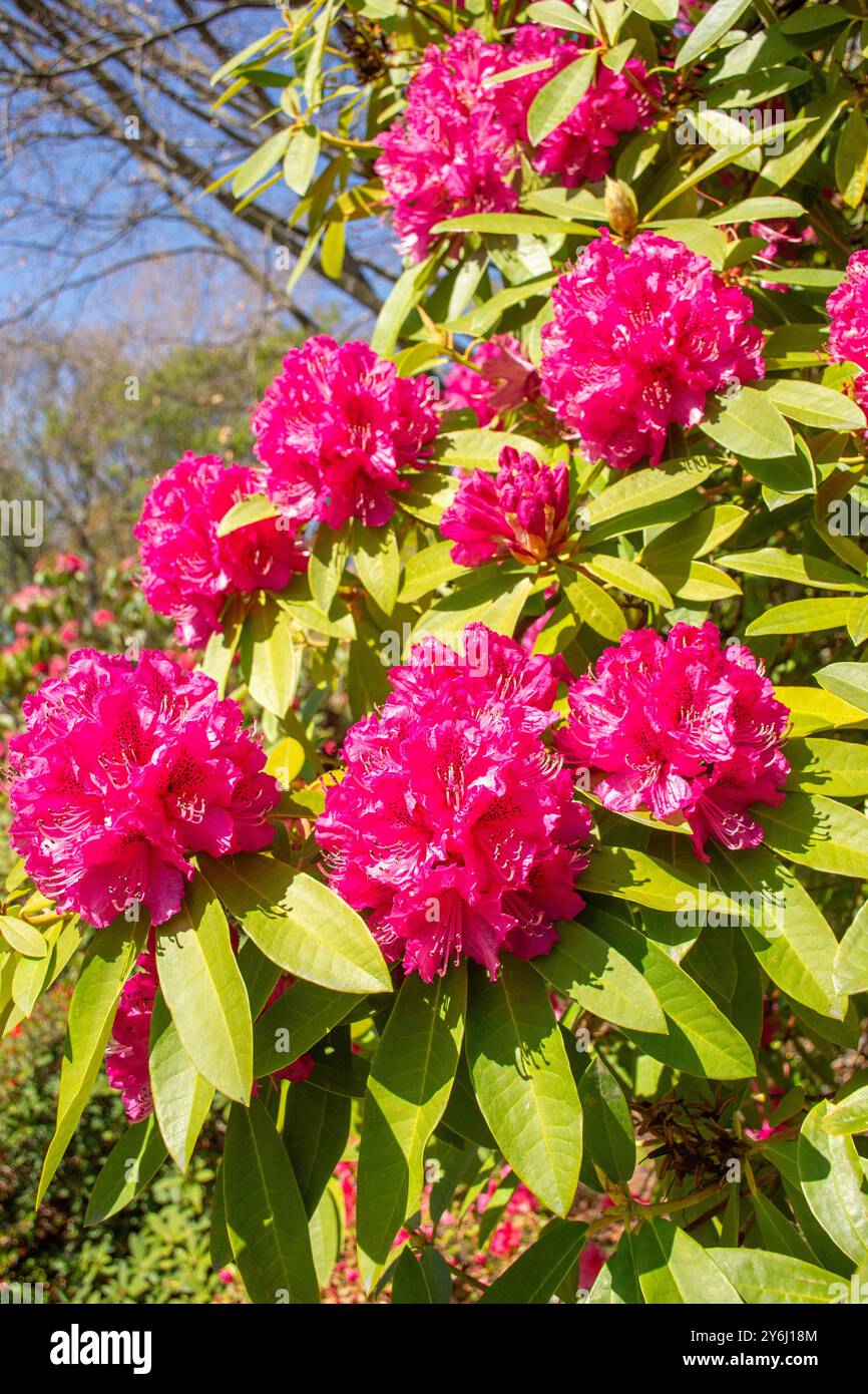 Pontic rhododendron flowers in Ilam Homestead Gardens, Canterbury ...