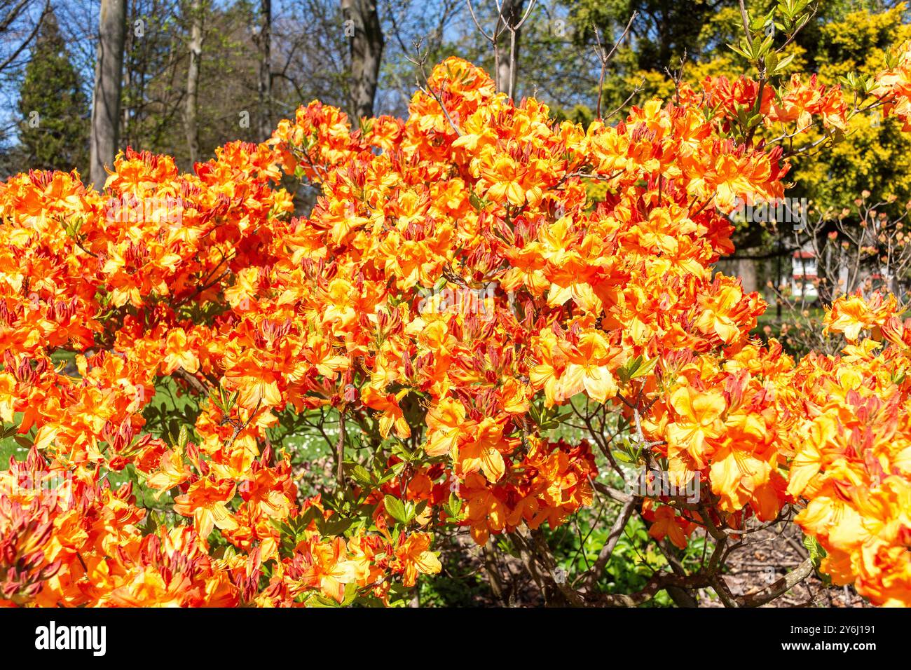 Kirkwood gardens hi-res stock photography and images - Alamy