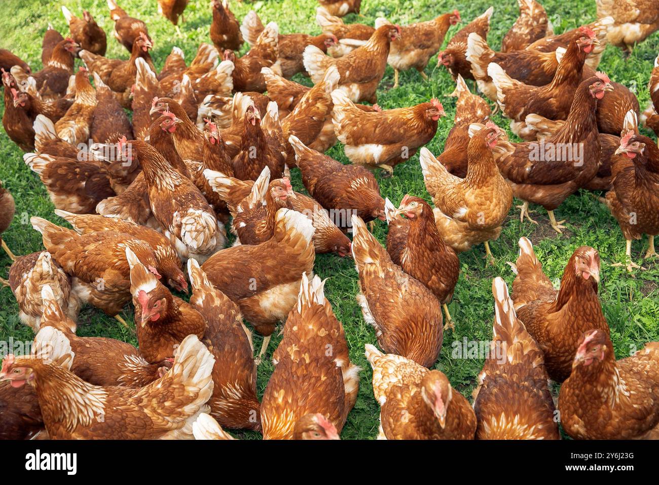 Large free-range flock of chickens in outdoor farm setting, bird ...