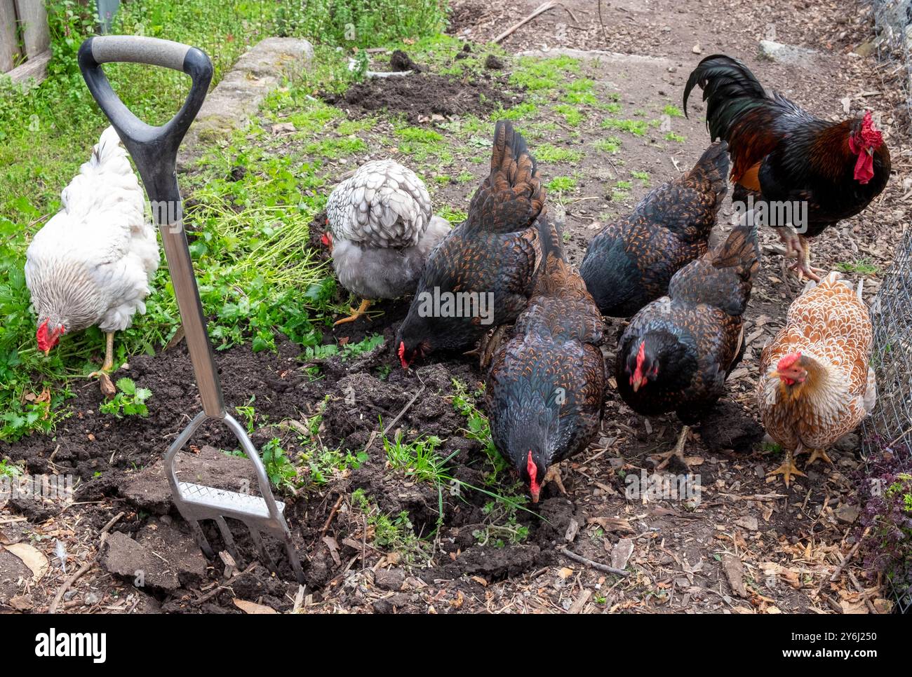 Poultry turning over clods of earth looking for worms Stock Photo - Alamy