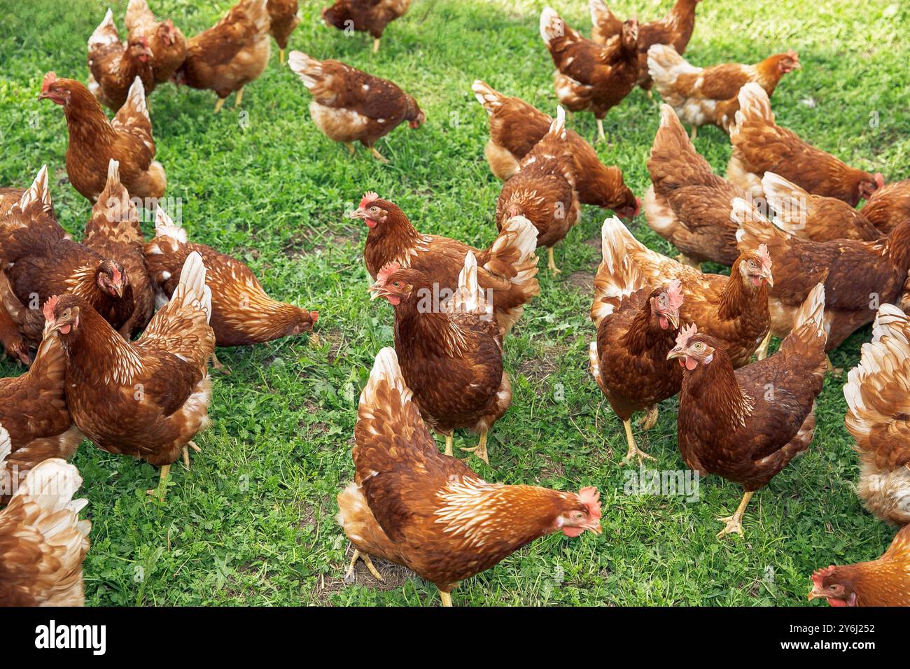 Chickens grazing freely on lush green grass, a pastoral farming ...