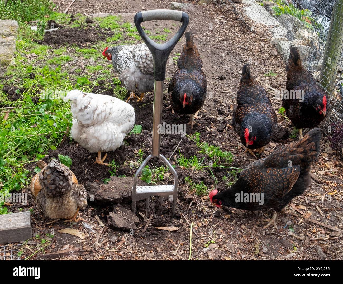 Poultry turning over clods of earth looking for worms Stock Photo - Alamy