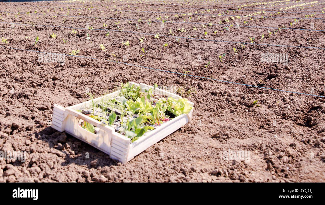 Fresh vegetable seedlings in a tray set in a field of freshly tilled ...