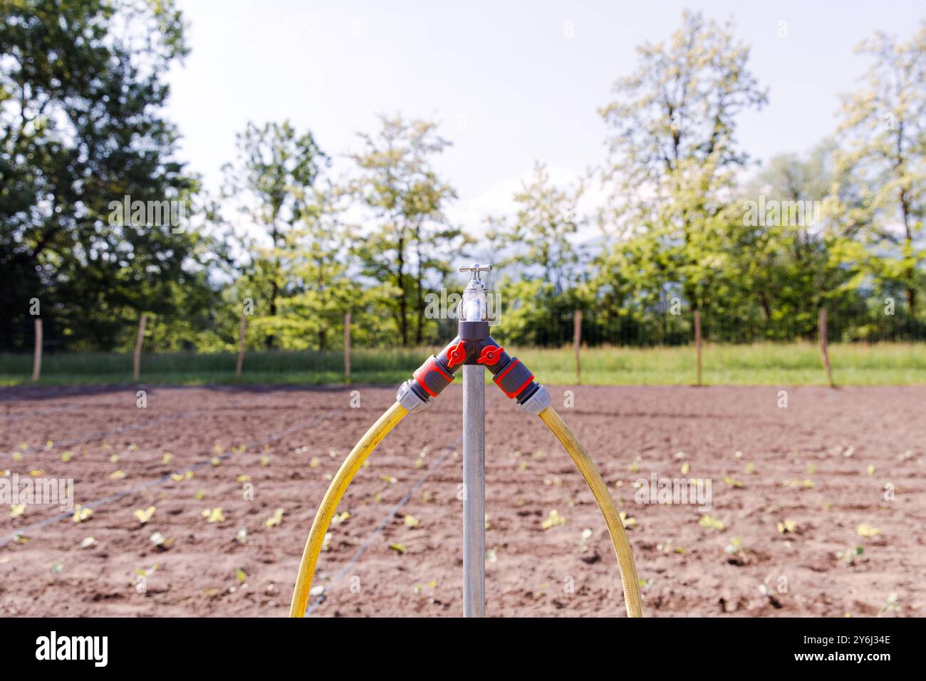 Irrigation system setup with hoses in the field, dripping tap, watering ...