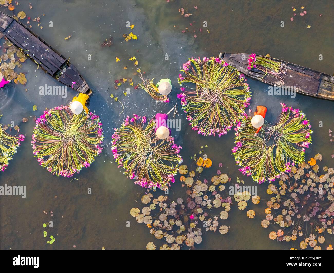 Aerial view of rural women in Moc Hoa district, Long An province ...