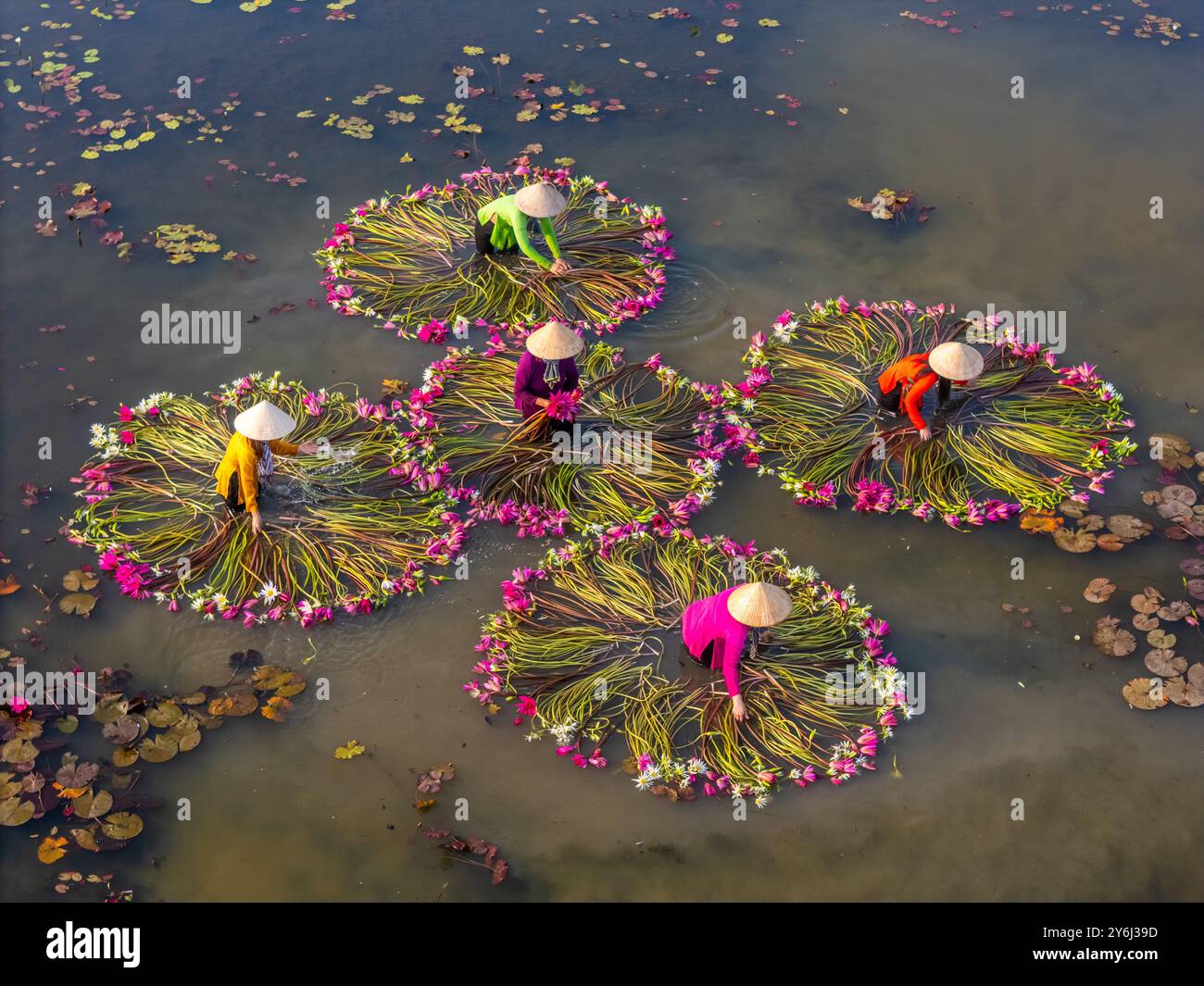 Aerial view of rural women in Moc Hoa district, Long An province ...