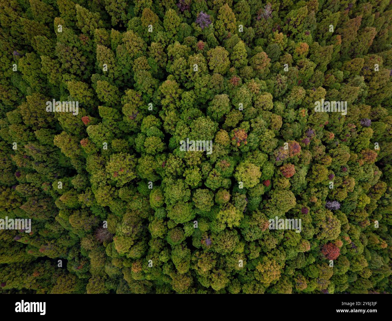 Aerial view of a dense green forest with various shades of foliage ...