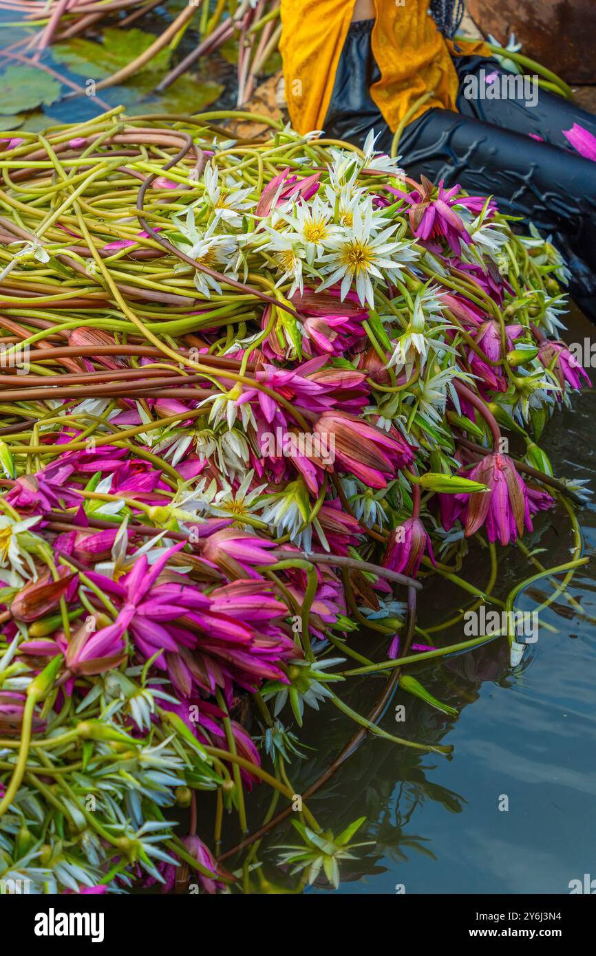 view of water lilies and wooden boat in Mekong Delta in harvest season ...