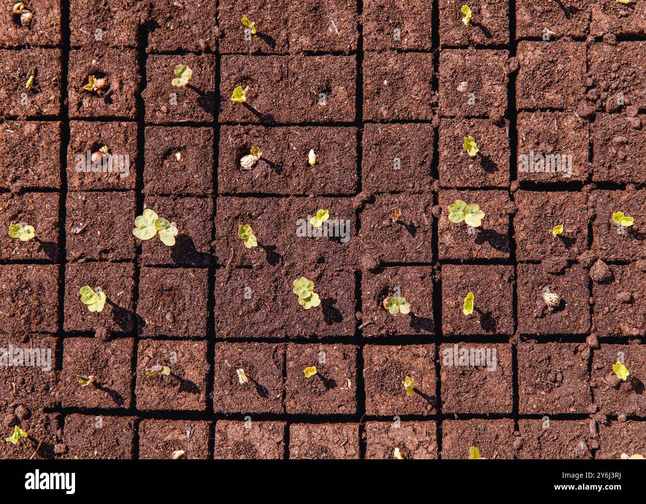 Top view of young plants in organized grid, seedlings sprouting in soil ...