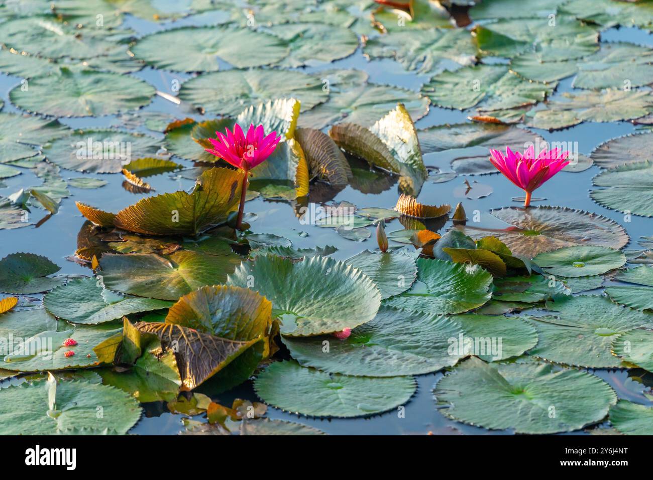 view of pink water lilies in Mekong Delta in harvest season. Water lily ...