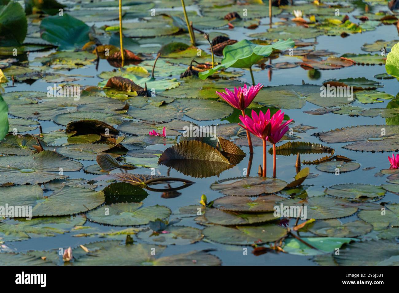 view of pink water lilies in Mekong Delta in harvest season. Water lily ...