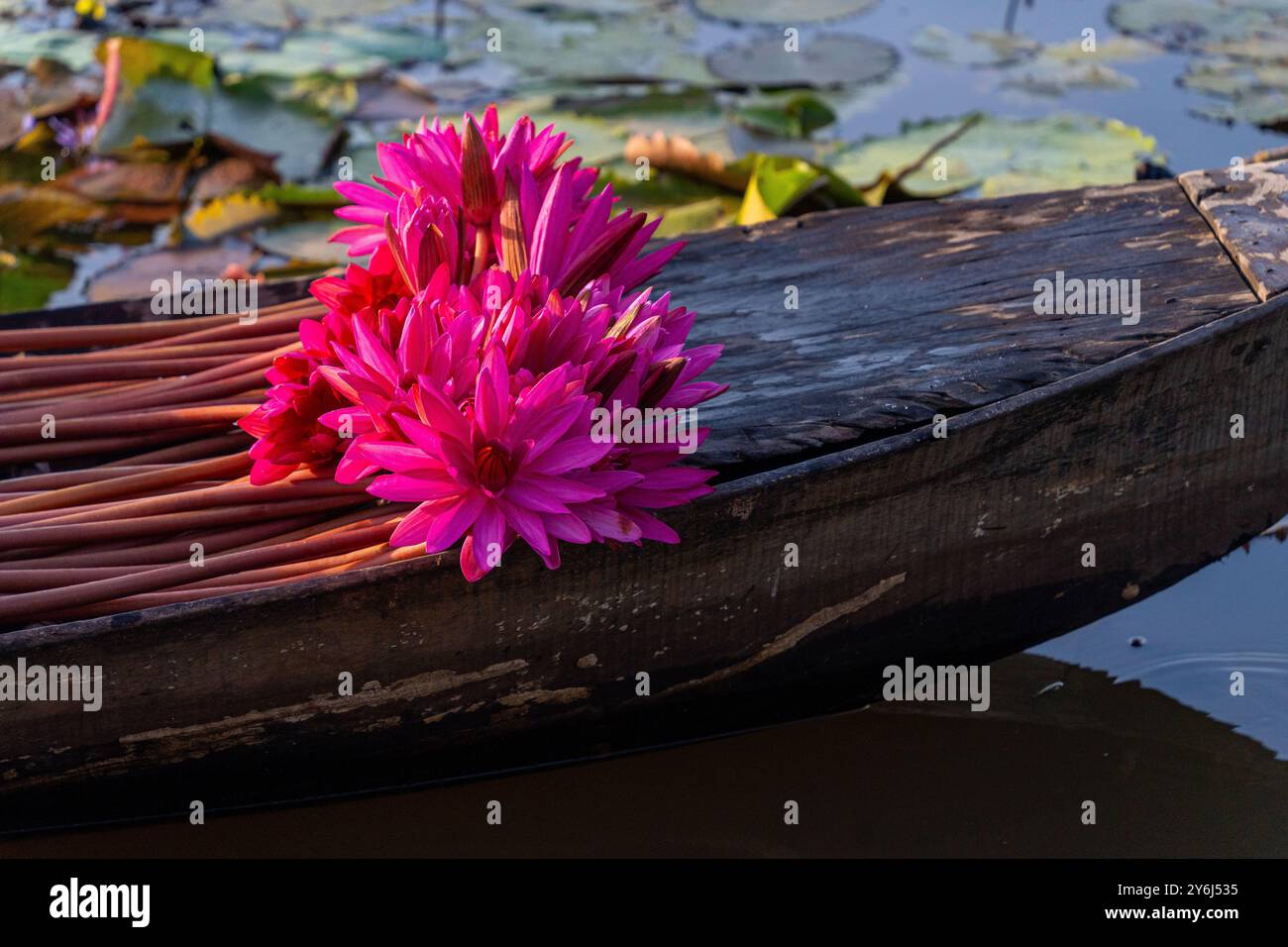 view of water lilies and wooden boat in Mekong Delta in harvest season ...
