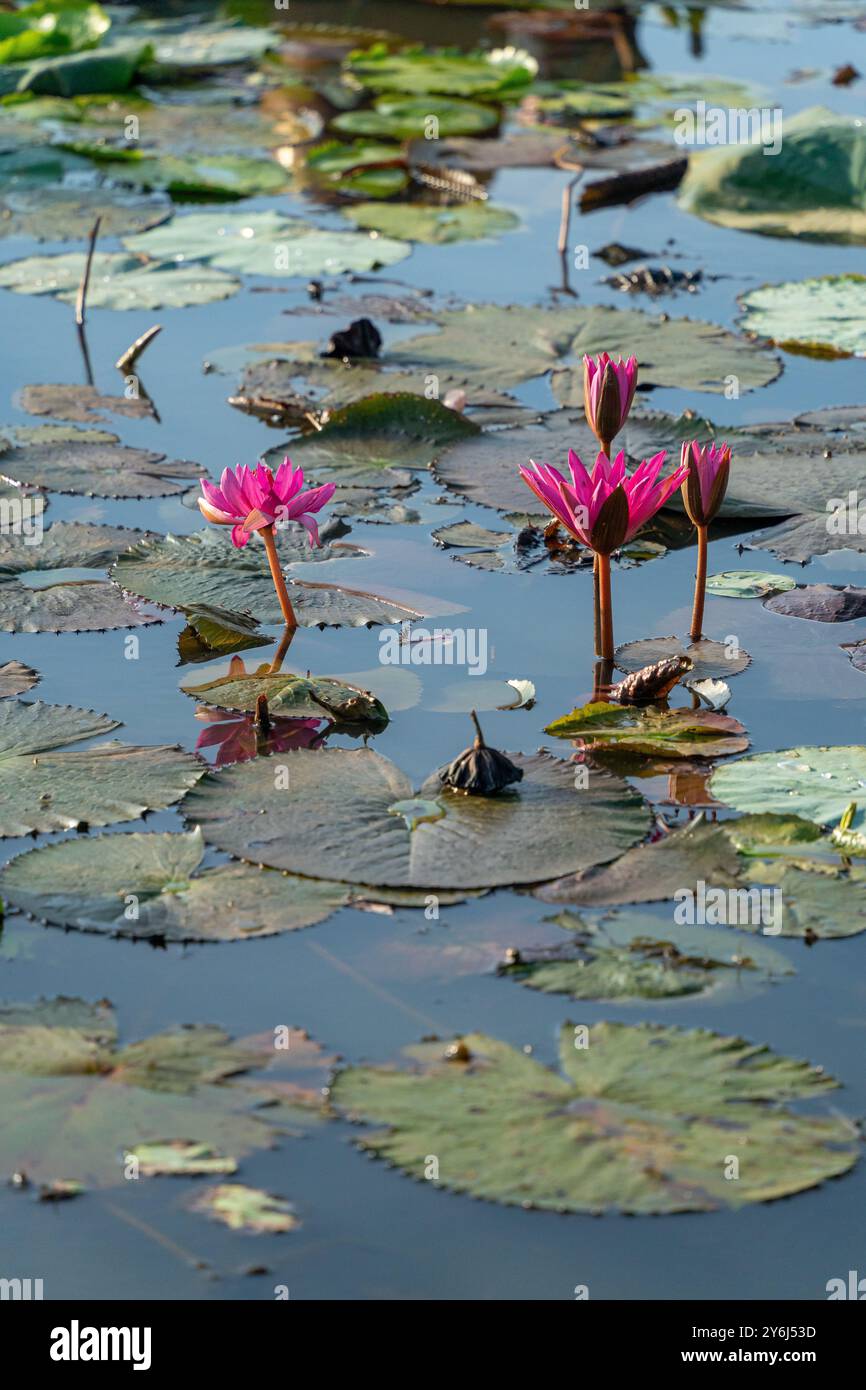 view of pink water lilies in Mekong Delta in harvest season. Water lily ...