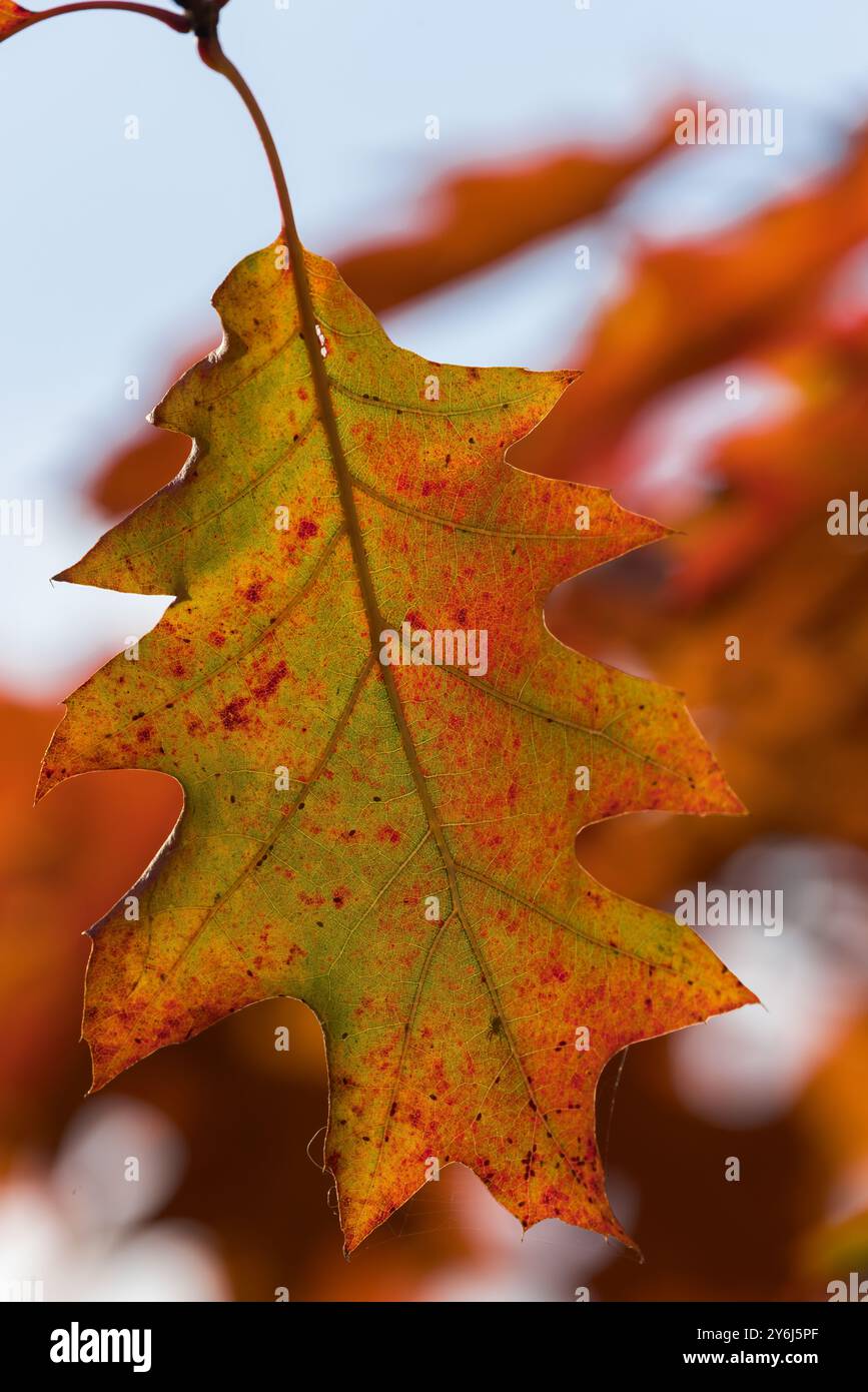 tree leaf showing Autumn colours Stock Photo - Alamy