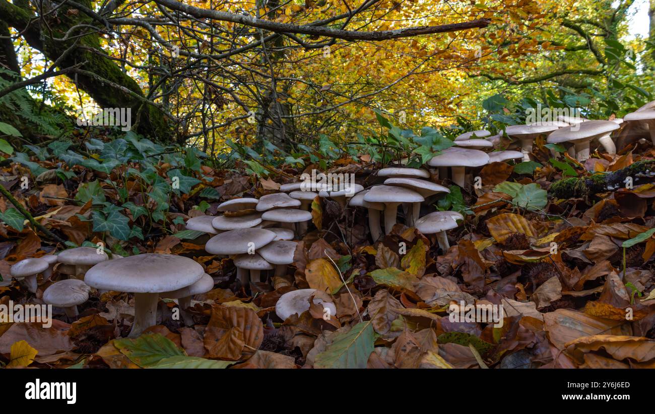 Growing in leaf litter hi-res stock photography and images - Alamy