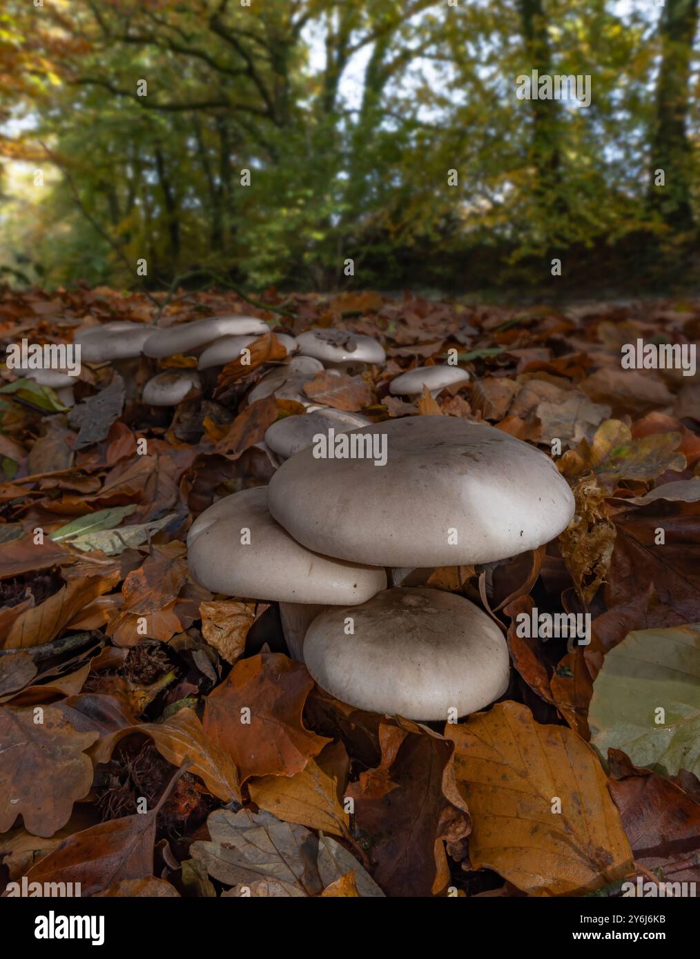 Grey Milkcap Mushrooms growing in leaf litter Stock Photo - Alamy