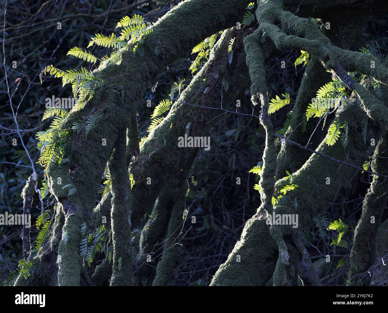Fern growing tree roots hi-res stock photography and images - Alamy