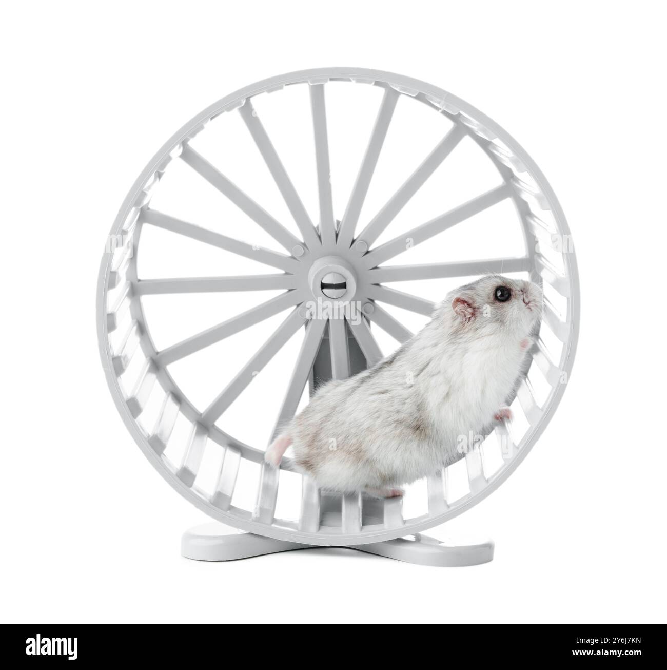 A playful hamster exercises energetically in a white wheel on a white ...