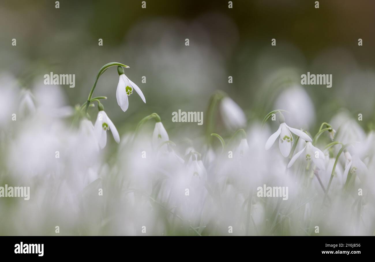 Snowdrops [ Galanthus sp ] single flower over out of focus drift Stock ...