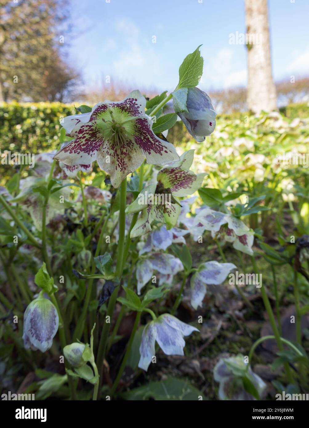 Hellebore plant in flower from below Stock Photo - Alamy