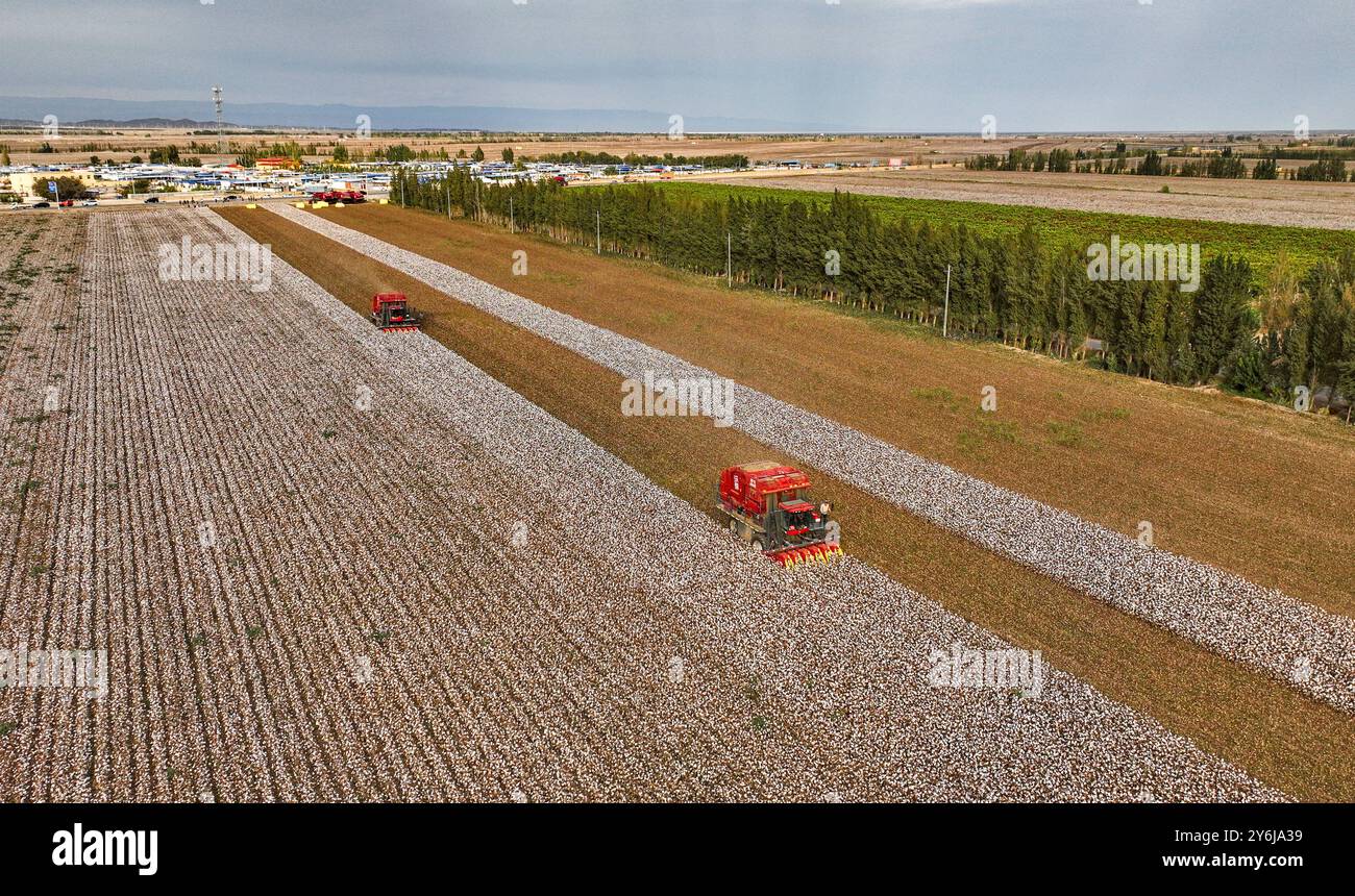 SHUANGHE, CHINA - SEPTEMBER 25, 2024 - Farmers drive machines to ...