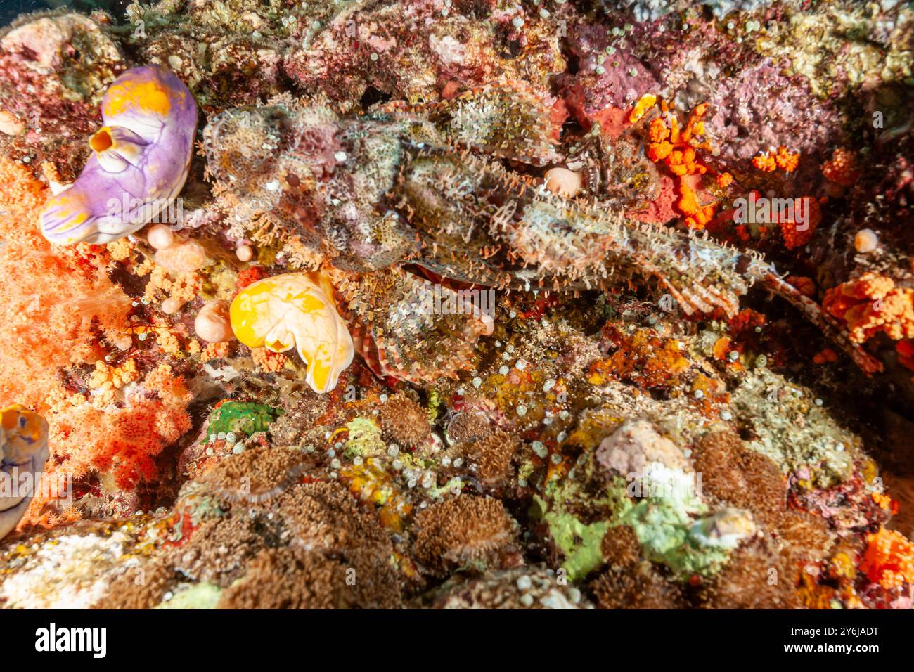 Indonesia, Raja Ampat, Golden Sea Squirt (Polycarpa aurata) and ...