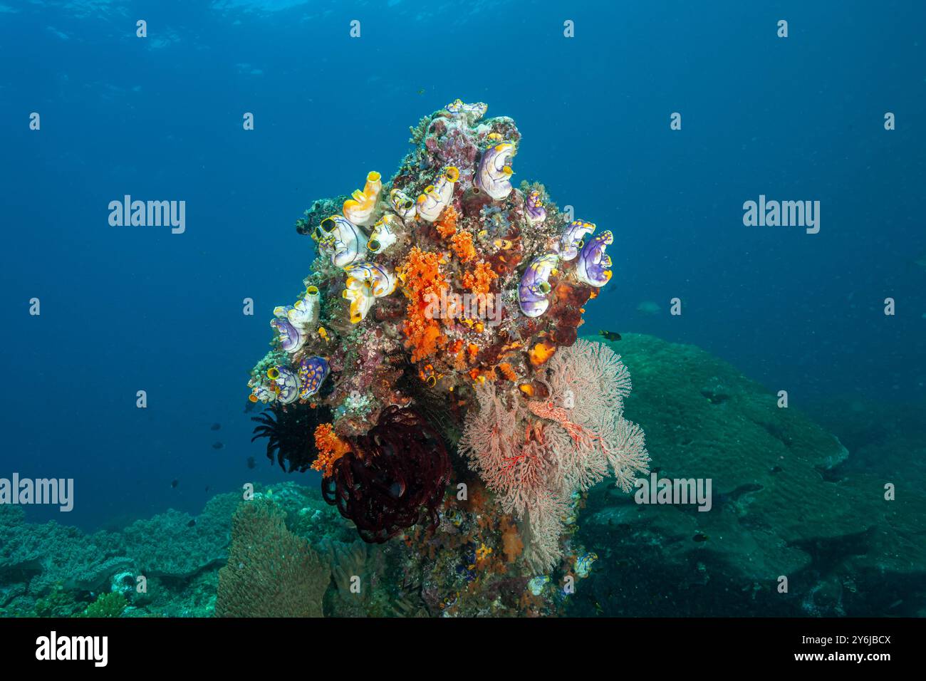 Indonesia, Raja Ampat, Golden Sea Squirt (Polycarpa aurata Stock Photo ...