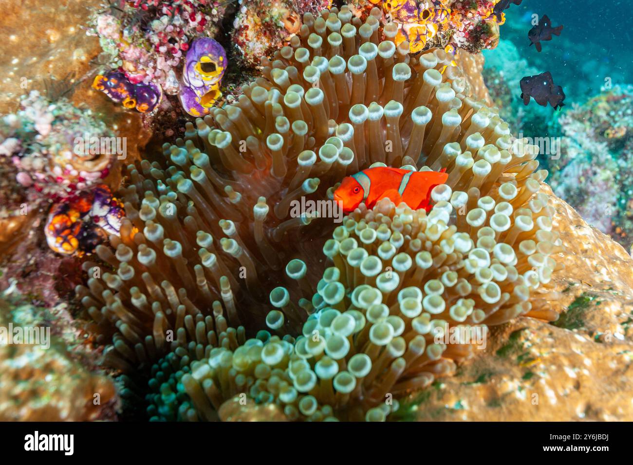 Indonesia, Raja Ampat, Spine-cheek Clownfish (Amphiprion biaculeatus ...