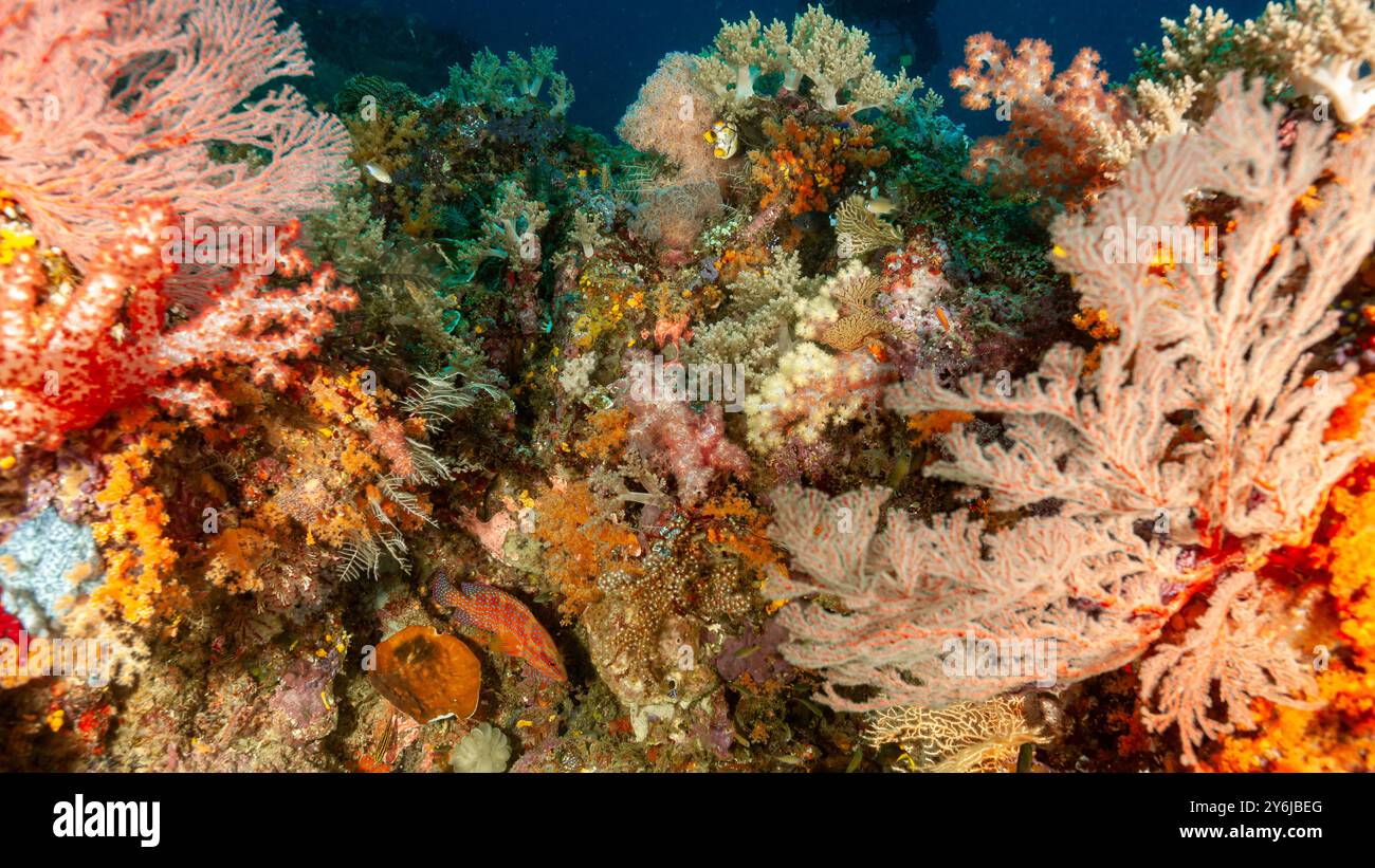 Marine biodiversity raja ampat hi-res stock photography and images - Alamy