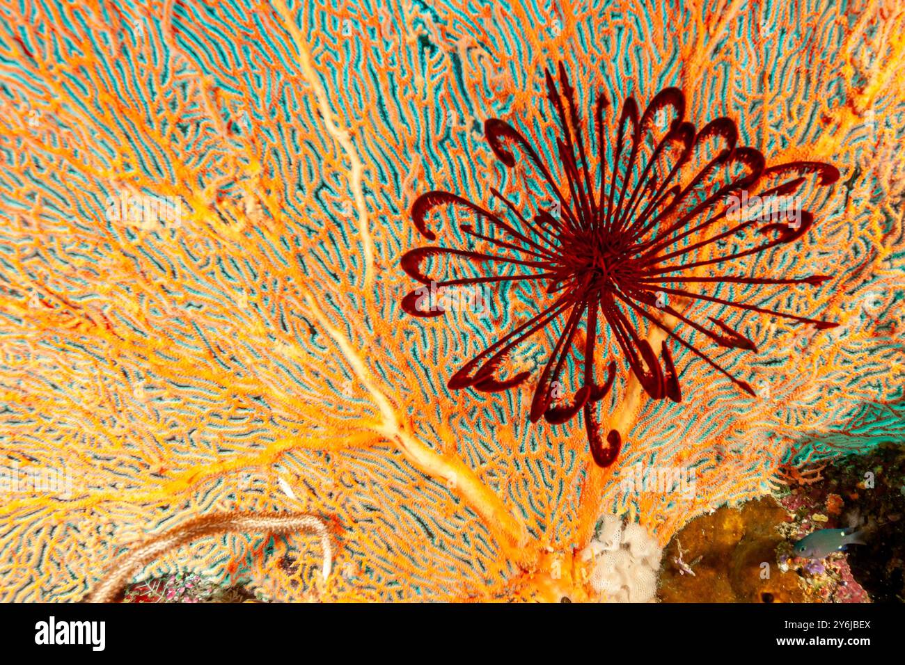 Indonesia gorgonia sea fan hi-res stock photography and images - Alamy