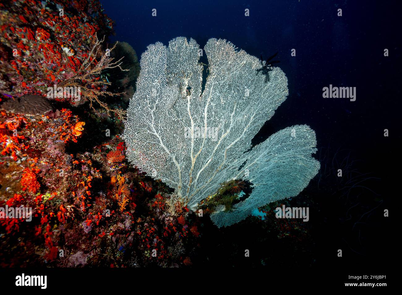 Indonesia gorgonia sea fan hi-res stock photography and images - Alamy