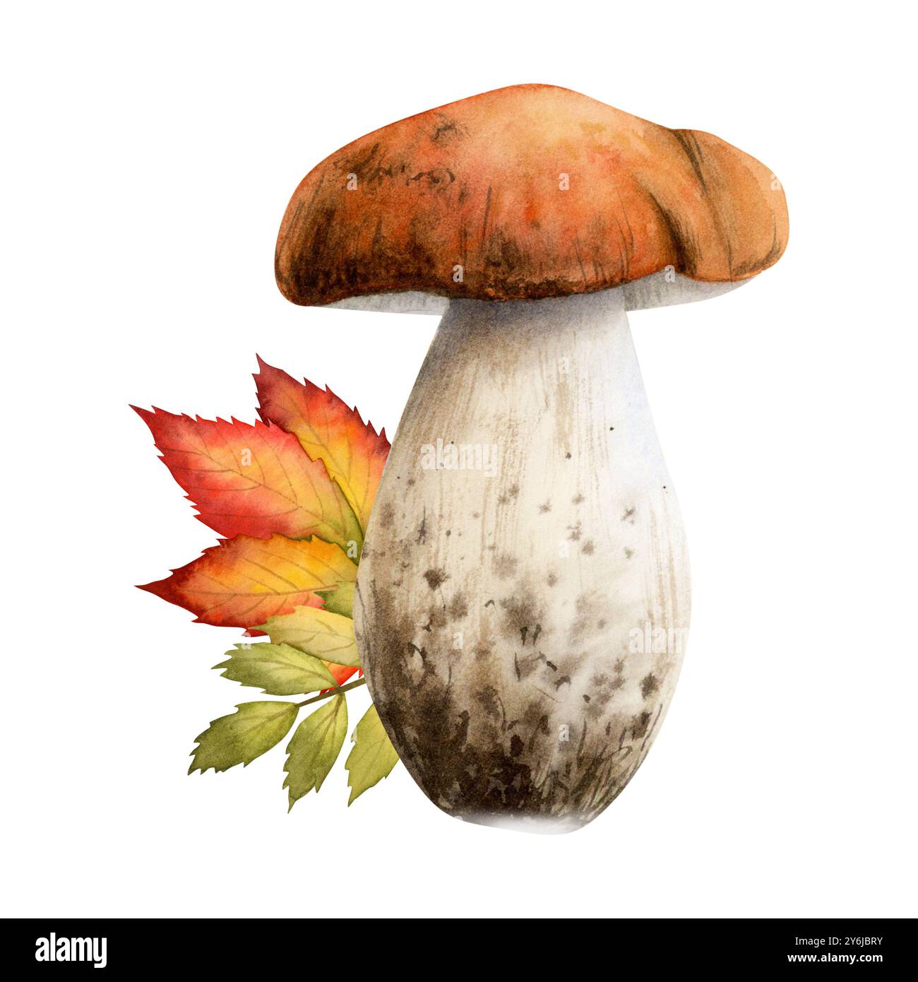 Boletus mushroom with fall leaves in red orange and green colors ...