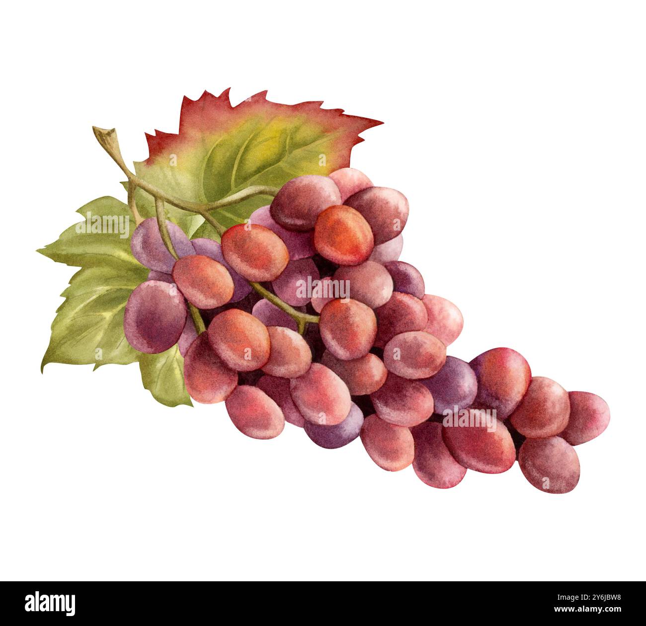 Purple black grapes bunch with green leaves watercolor illustration ...
