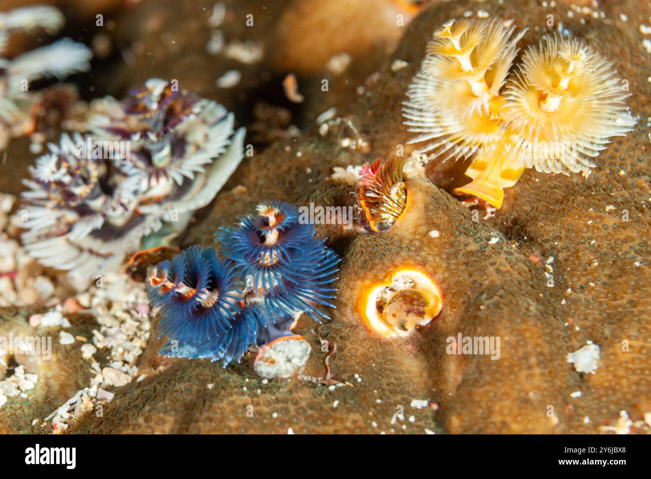 Indonesia, Raja Ampat, Christmas Tree Worm (Spirobranchus giganteus ...