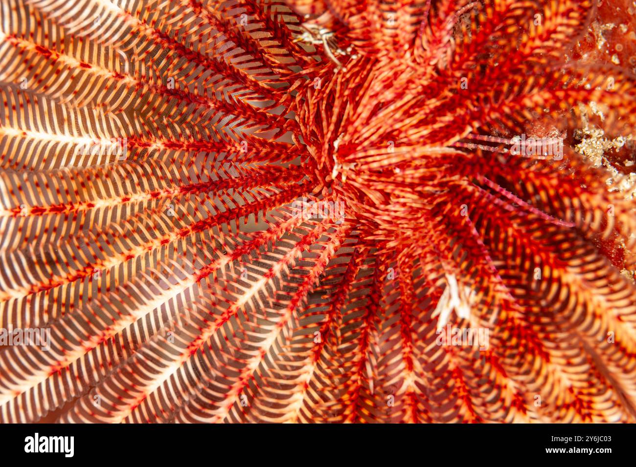 Indonesia, Raja Ampat, Crinoid (Crinoidea Stock Photo - Alamy