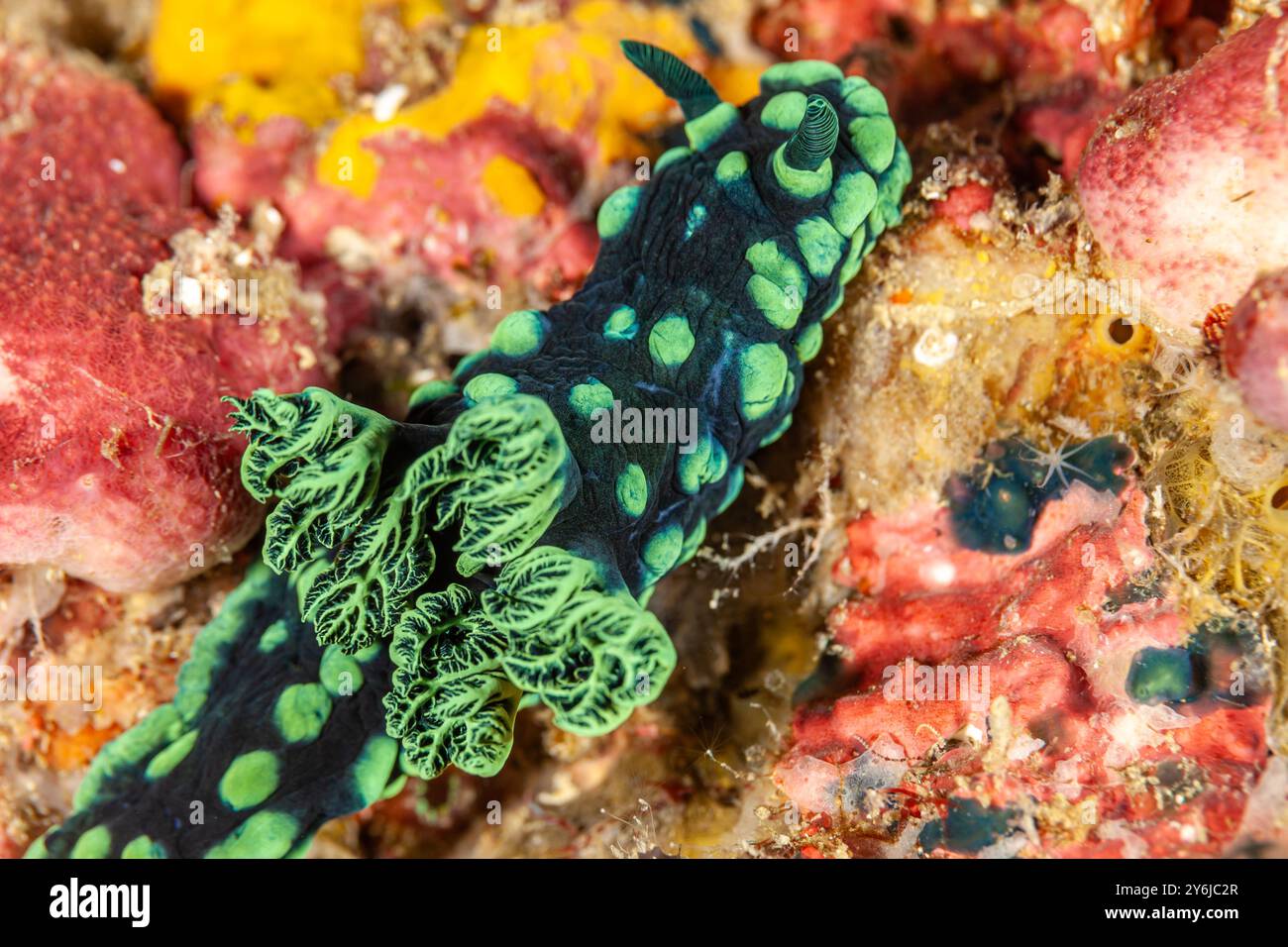 Indonesia, Raja Ampat, Crested Nembrotha (Nembrotha cristata ...