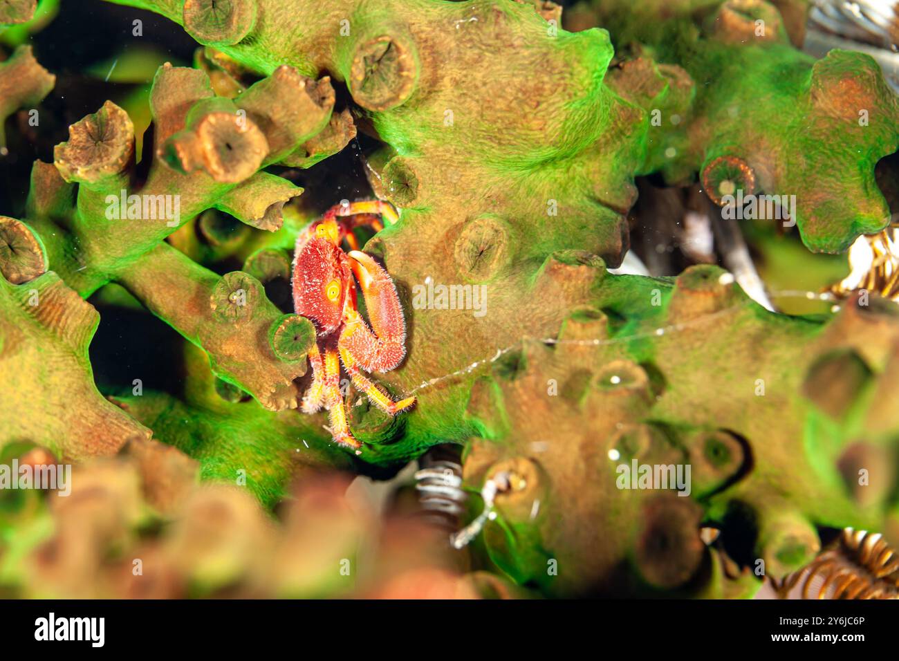 Indonesia, Raja Ampat, Red Crab with yellow eyes on Black Tree Coral ...