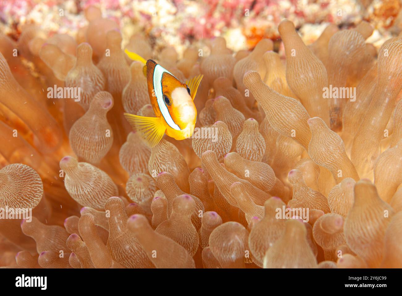 Indonesia, Raja Ampat, Yellowtail Clownfish, Clark's Anemonfish ...