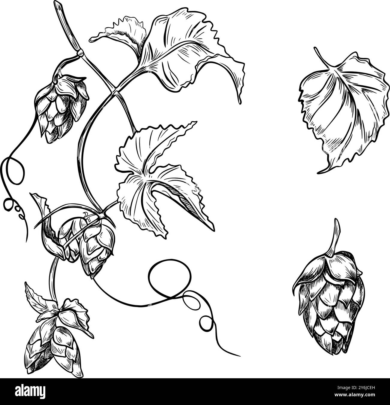 Hop vine, humulus cone black white graphic vector illustration isolated ...