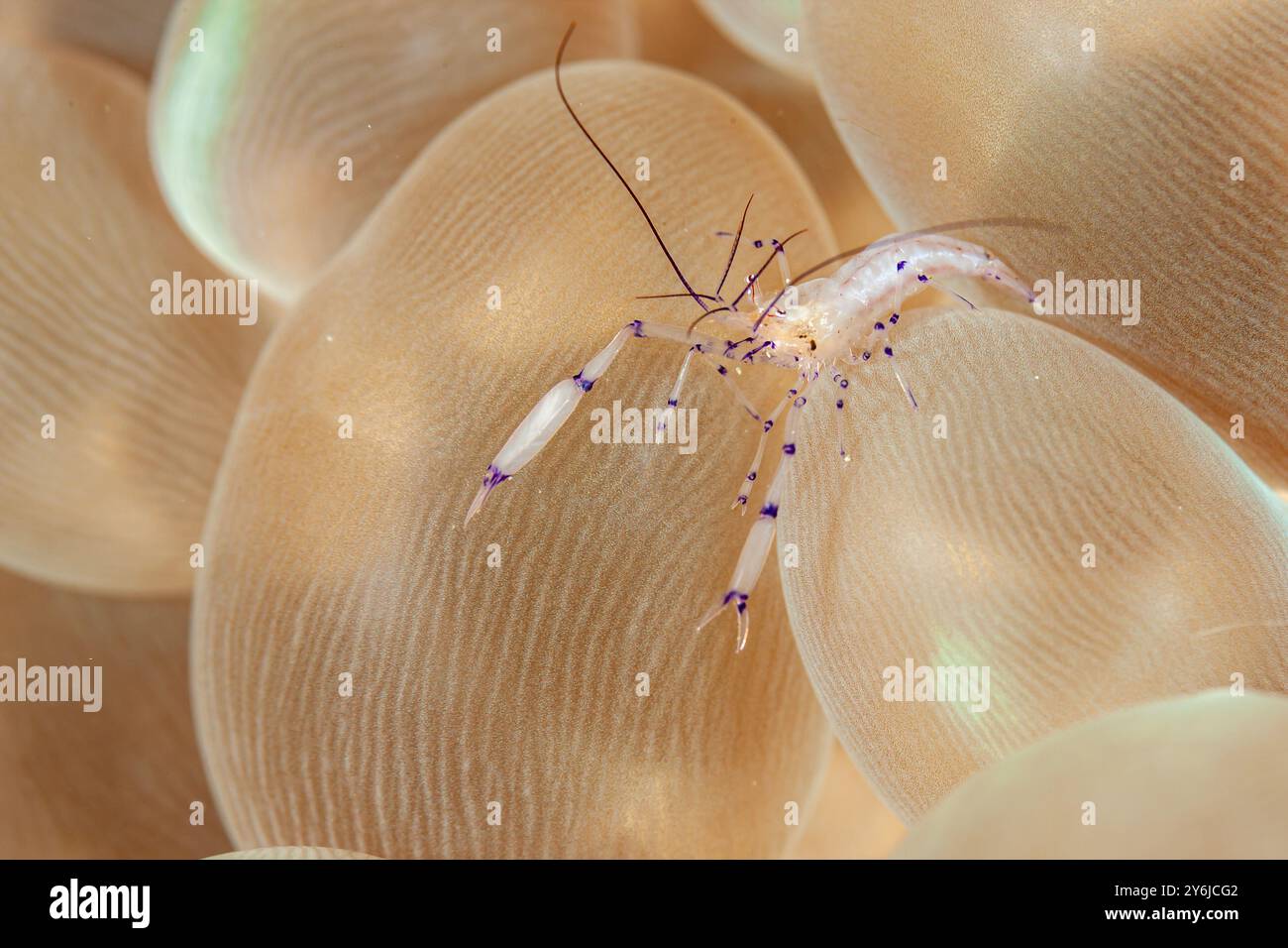 Indonesia, Raja Ampat, Bubble Coral Shrimp (Vir philippinensis Stock ...